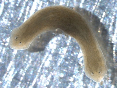 Planaria | The Wildlife Trusts